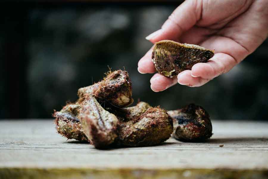 Ribe sjevernog Jadrana - S okusom mora